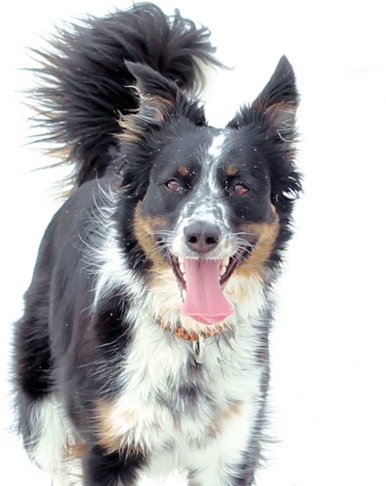 Foster – Hulls Haven Border Collie Rescue