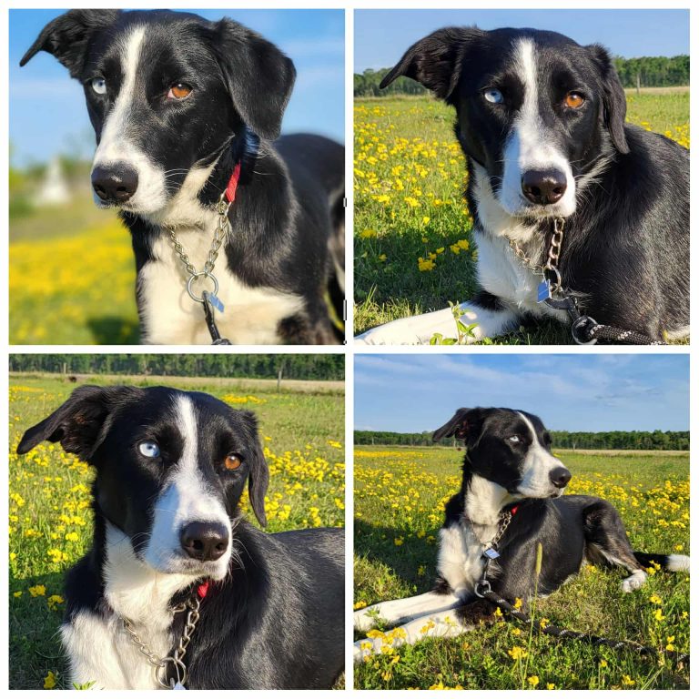 Our Dogs – Hulls Haven Border Collie Rescue